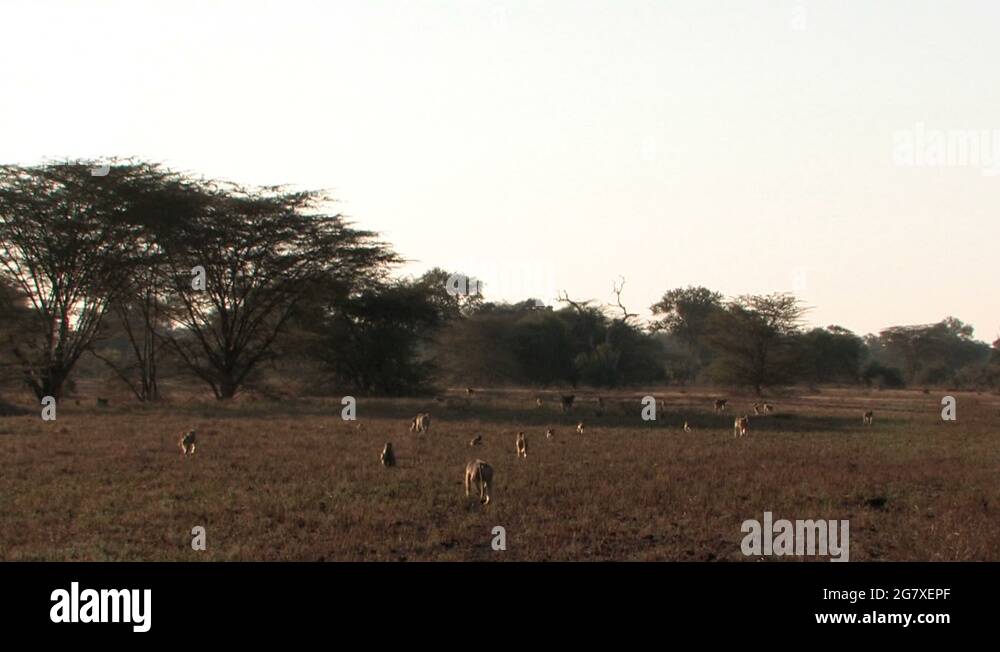 Ape cross Stock Videos & Footage - HD and 4K Video Clips - Alamy