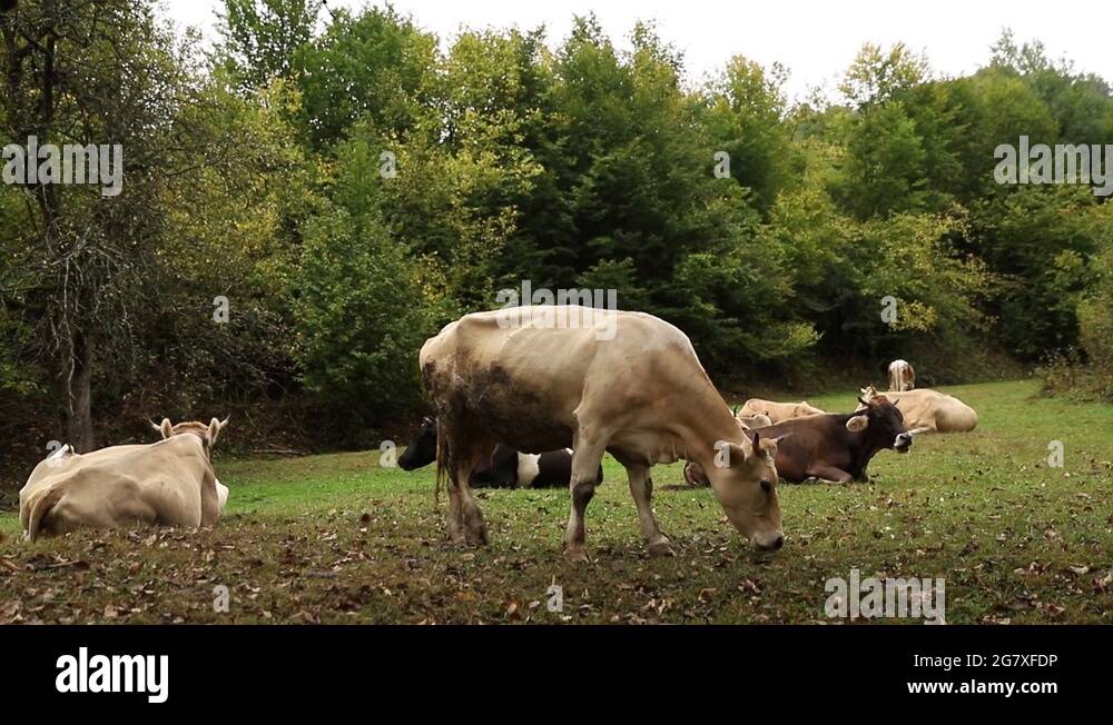 Cow standing landscape cattle Stock Videos & Footage - HD and 4K Video ...