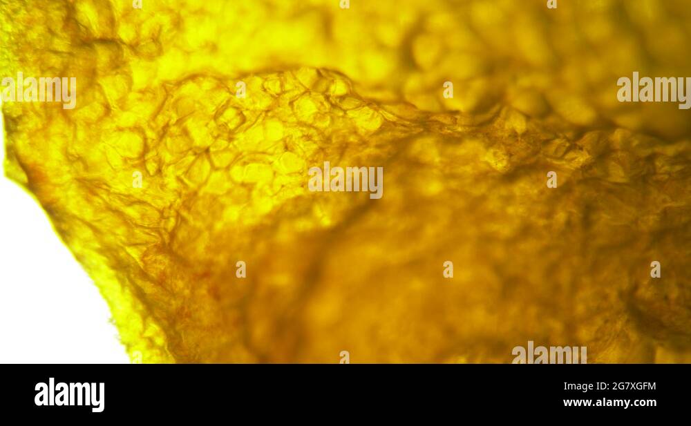Tomato cells under microscope Stock Video Footage - Alamy