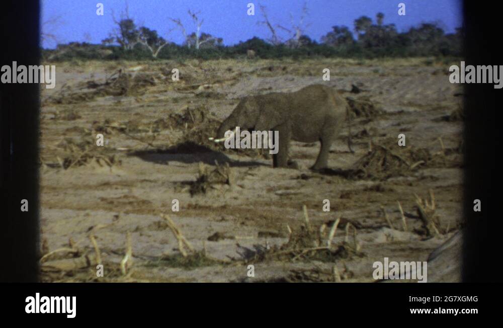 Starving animals Stock Videos & Footage - HD and 4K Video Clips - Alamy