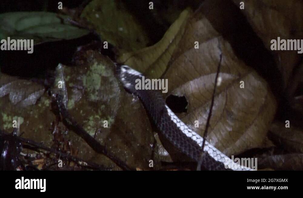 Snake slither in leaf litter at night smelling with tongue in lowland ...