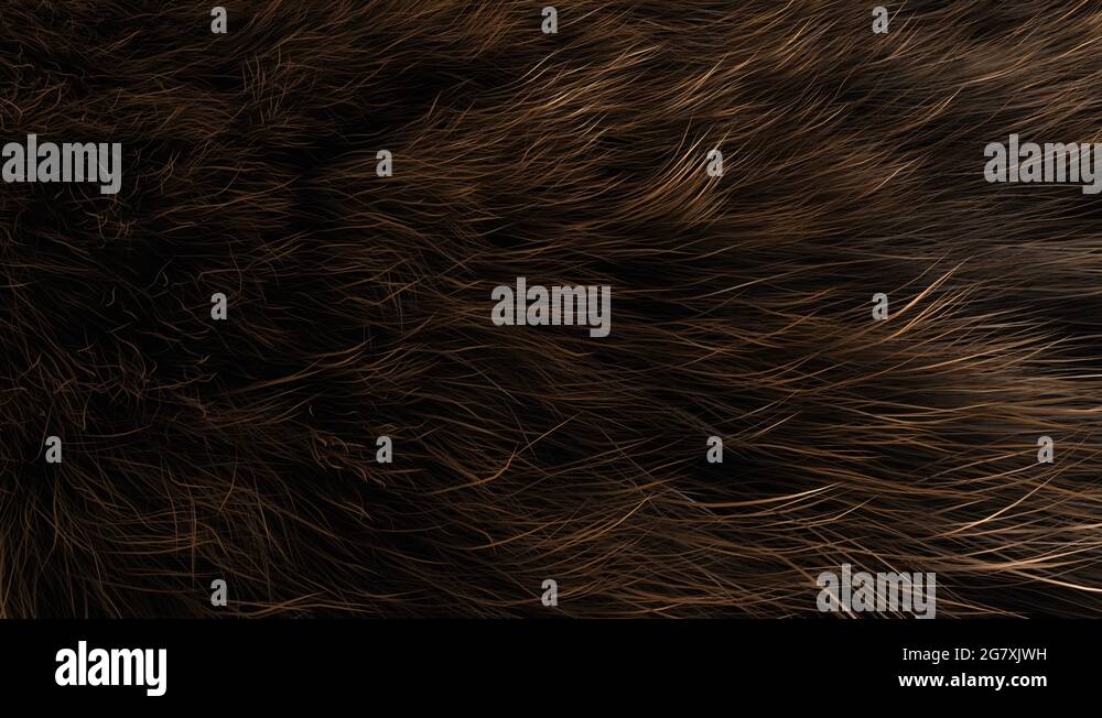 Animal hair texture detail Stock Videos & Footage - HD and 4K Video ...