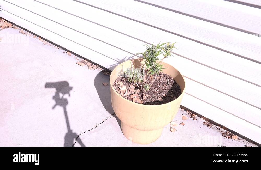 Shadow cast by flower Stock Videos & Footage - HD and 4K Video Clips ...