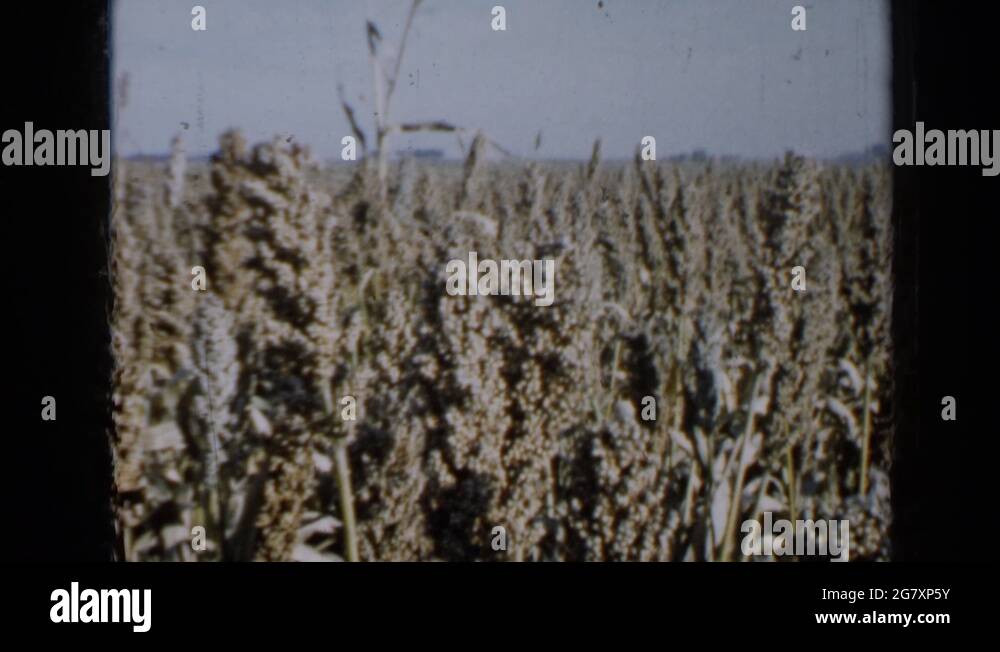 Milo field crops Stock Videos & Footage - HD and 4K Video Clips - Alamy