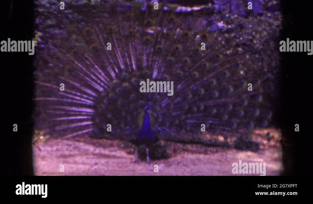 Roaming peacock Stock Videos & Footage - HD and 4K Video Clips - Alamy