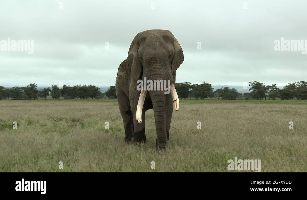 Elephant bull charge Stock Videos & Footage - HD and 4K Video Clips - Alamy