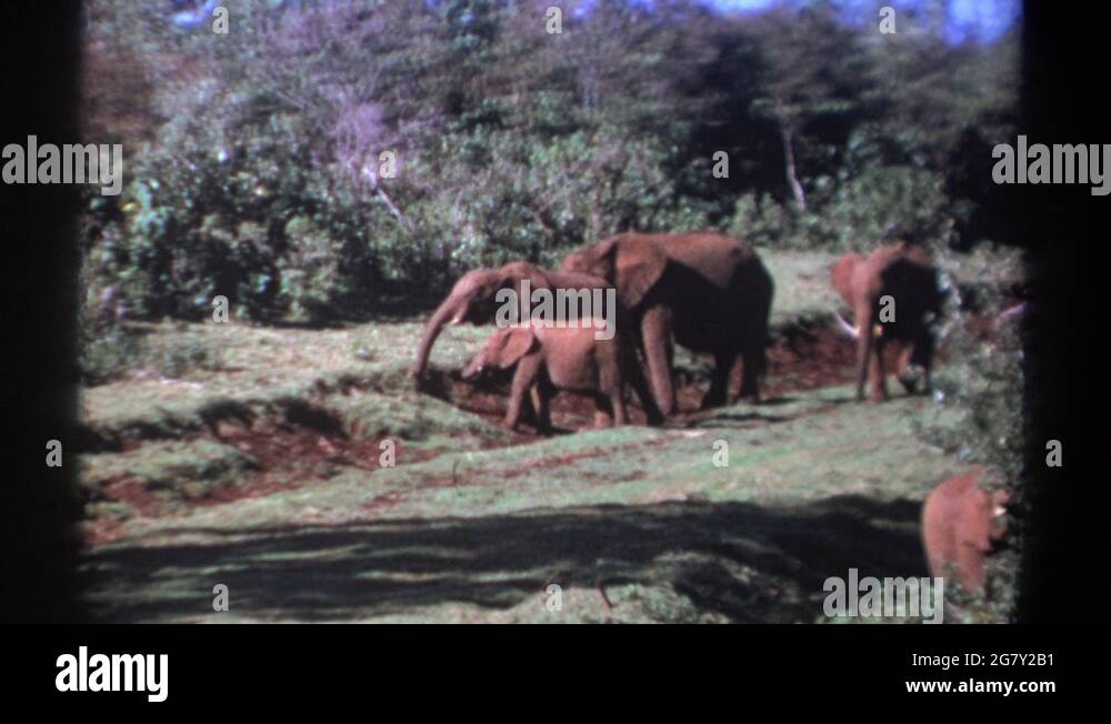 Creatures roaming Stock Videos & Footage - HD and 4K Video Clips - Alamy