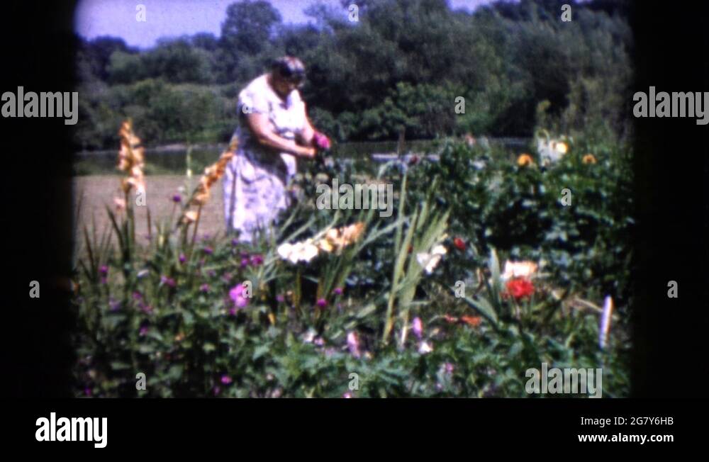 WAUCONDA ILLINOIS USA-1960: Old Footage Of Woman Collecting Flowers ...