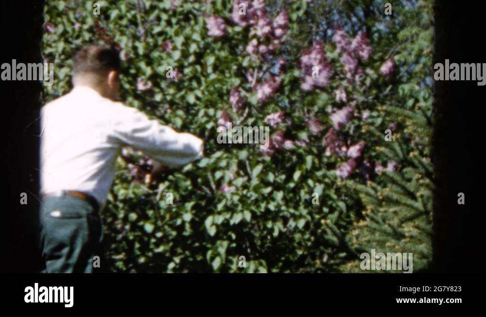 Cutting back trees Stock Videos & Footage - HD and 4K Video Clips - Alamy