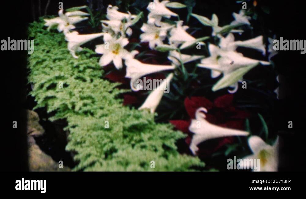 Three white lilies Stock Videos & Footage - HD and 4K Video Clips - Alamy