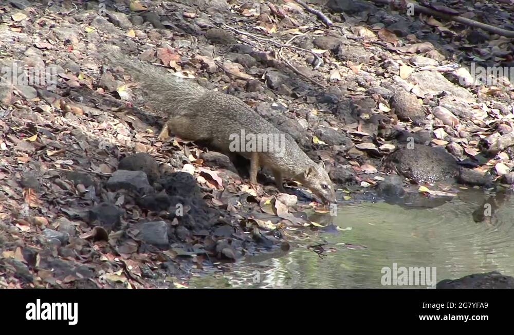 Water mongoose Stock Videos & Footage - HD and 4K Video Clips - Alamy