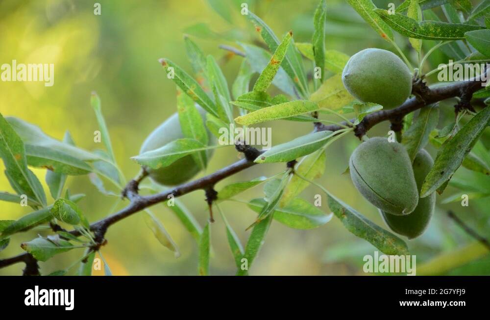 Almond fruit Stock Videos & Footage - HD and 4K Video Clips - Alamy