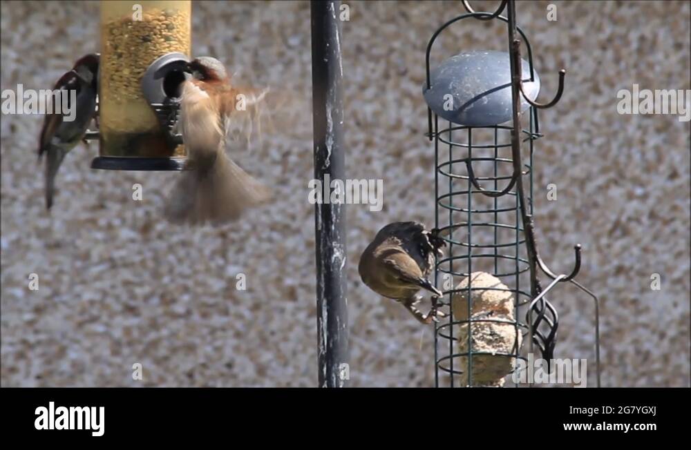Feeding birds in the garden Stock Videos & Footage - HD and 4K Video ...