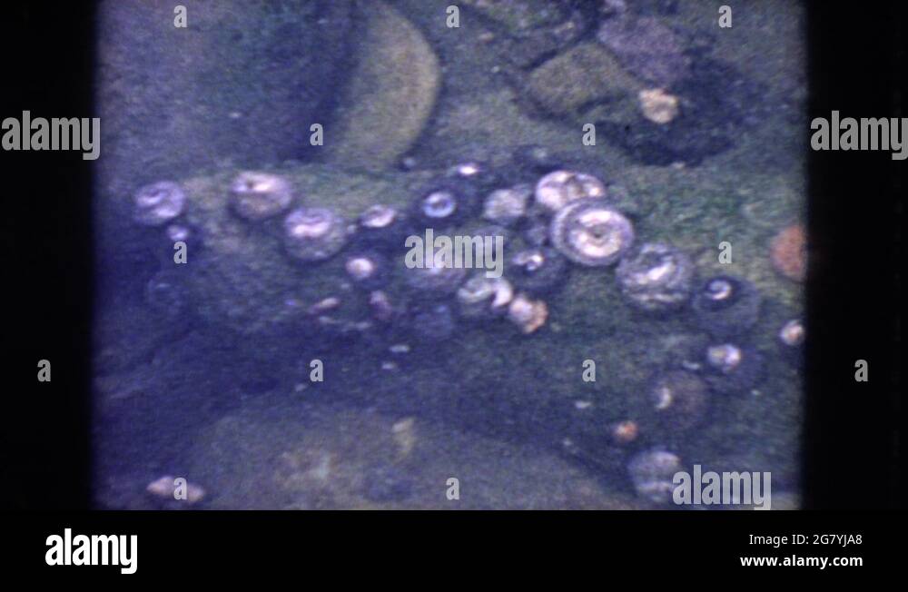 Ocean barnacles Stock Videos & Footage - HD and 4K Video Clips - Alamy