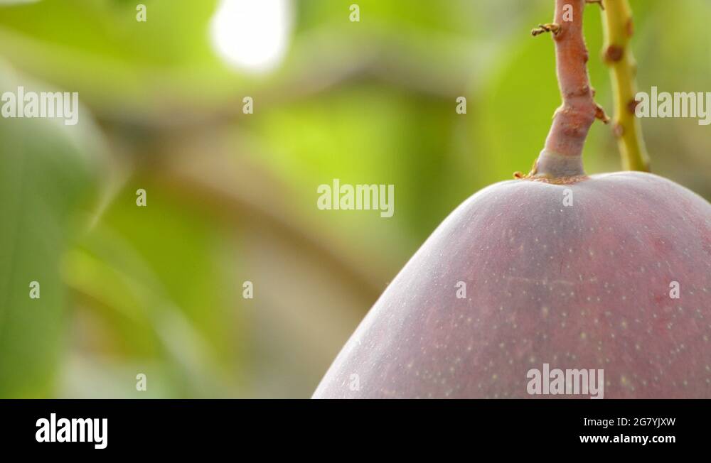Mango fruit hanging in close Stock Videos & Footage - HD and 4K Video ...
