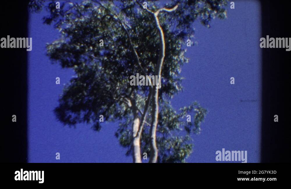 PERTH AUSTRALIA-1967: Two Rows Of Tall Trees With Green Heads Of Leaves ...