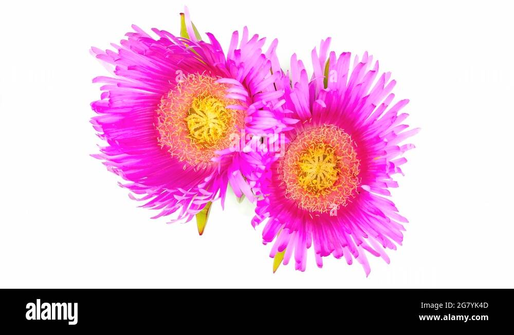 Sleep with flowers Stock Videos & Footage - HD and 4K Video Clips - Alamy
