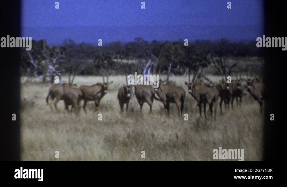 Herding animals Stock Videos & Footage - HD and 4K Video Clips - Alamy