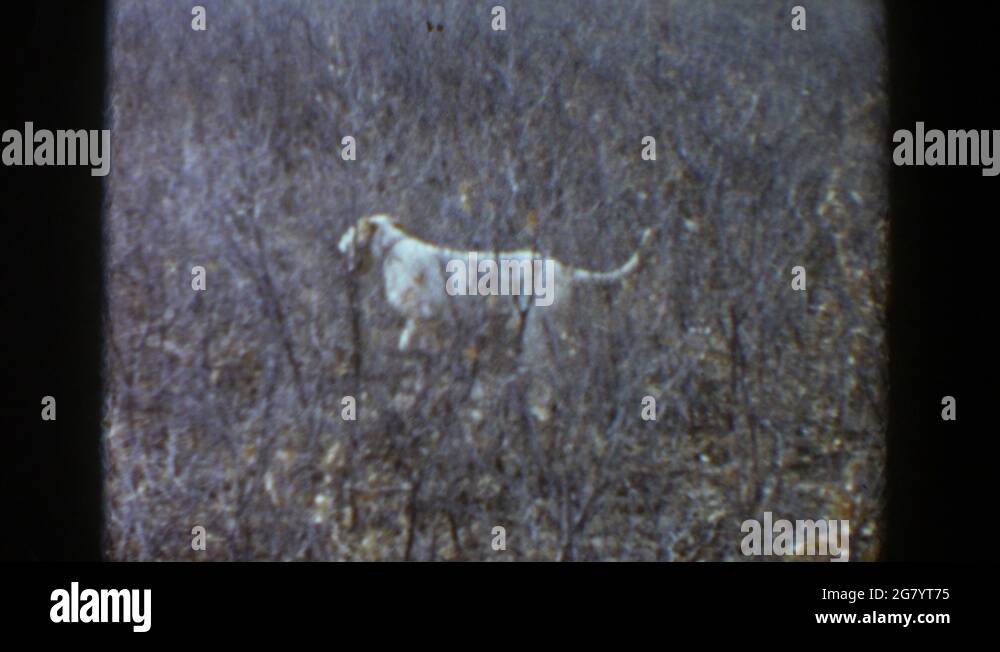 Texas ranch dog Stock Videos & Footage - HD and 4K Video Clips - Alamy