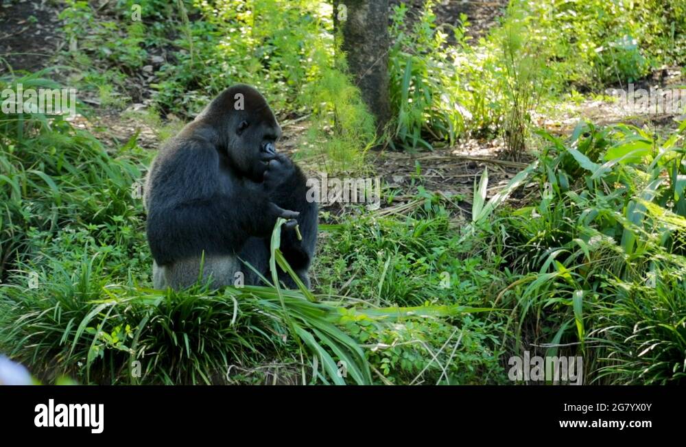 Silverback gorilla eating Stock Videos & Footage - HD and 4K Video ...