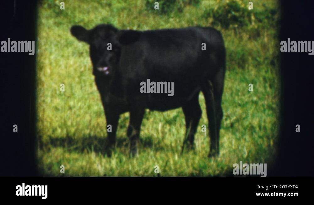 Cow walks Stock Videos & Footage - HD and 4K Video Clips - Alamy