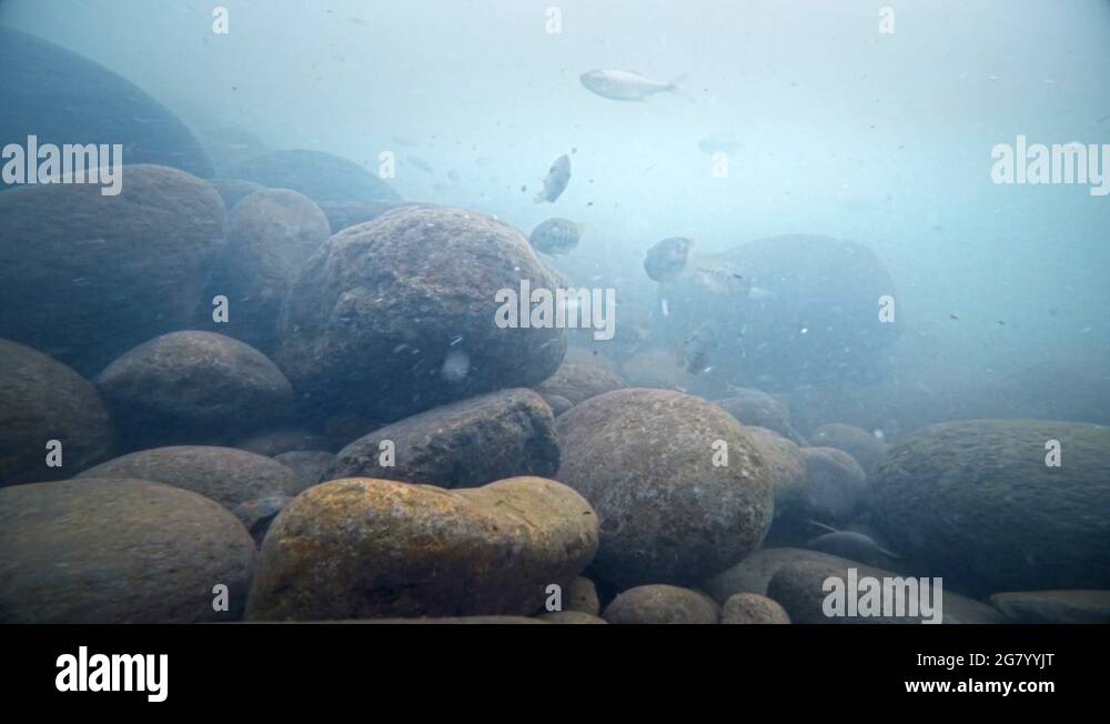 Salmon fish underwater river Stock Videos & Footage - HD and 4K Video ...