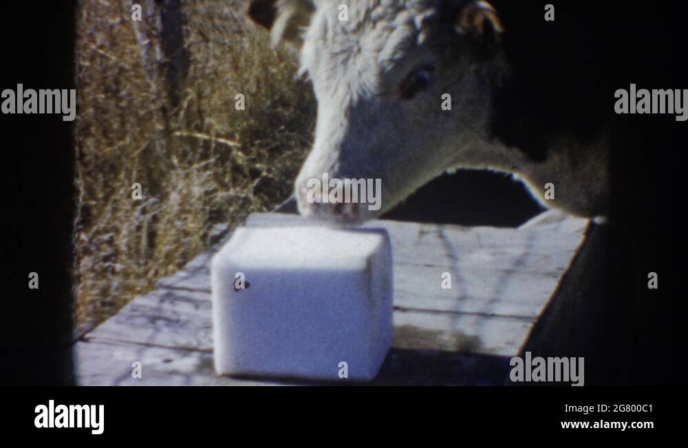 Salt block for cattle Stock Videos & Footage - HD and 4K Video Clips ...