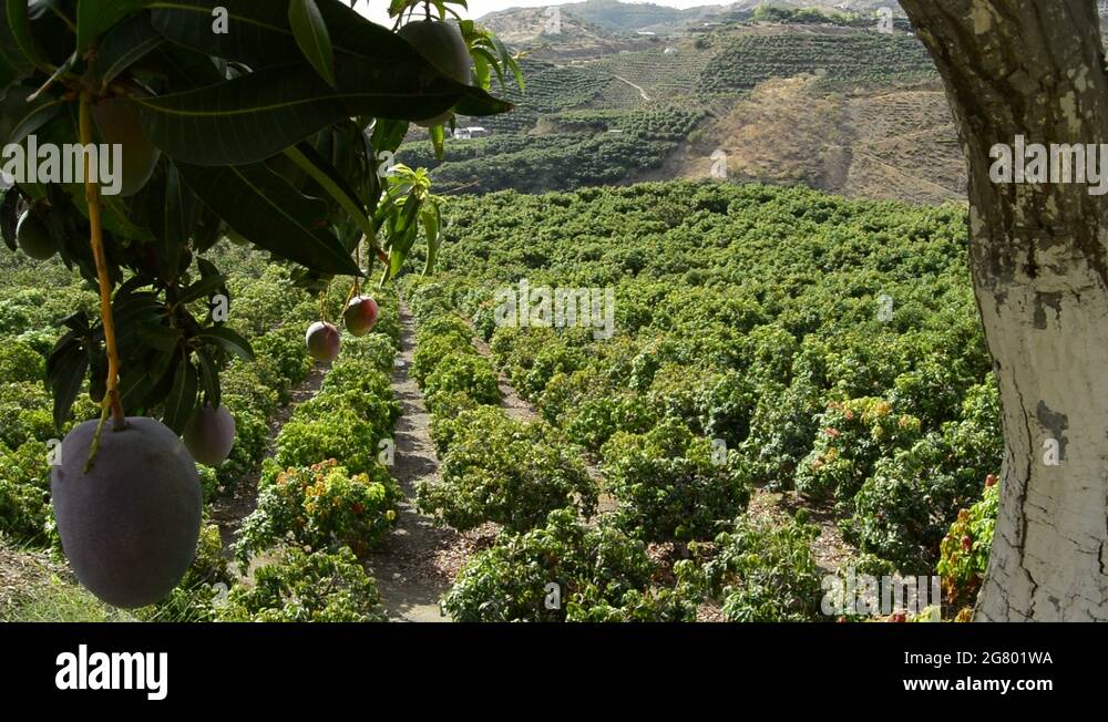 Mango tree fruit Stock Videos & Footage - HD and 4K Video Clips - Alamy