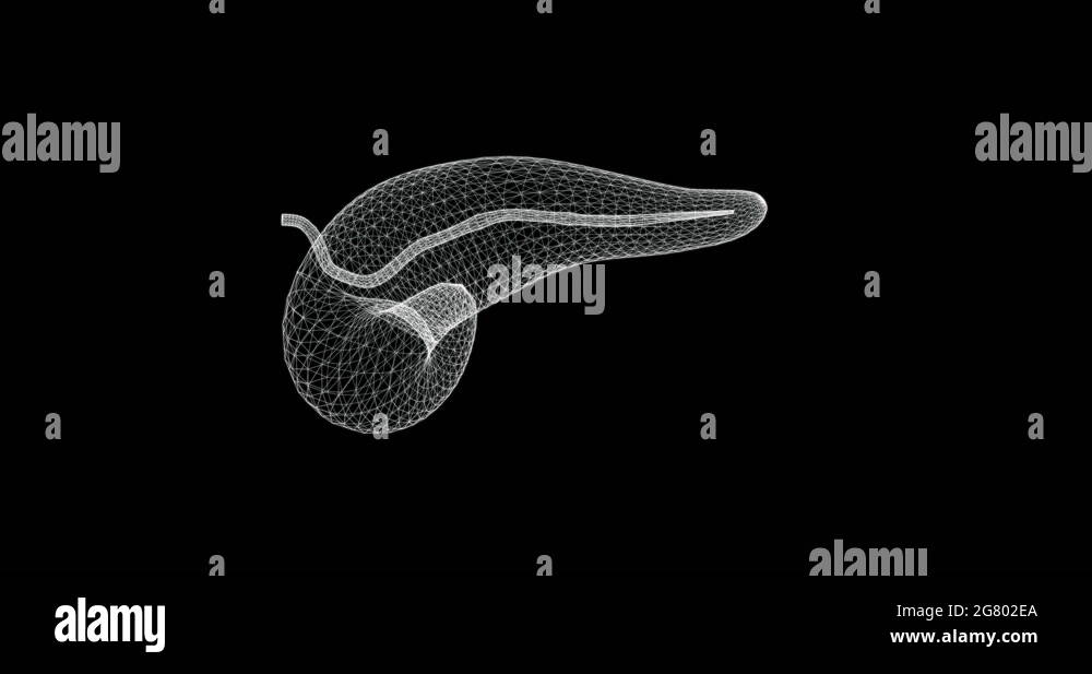 Human gallbladder and pancreas anatomy Stock Videos & Footage - HD and ...