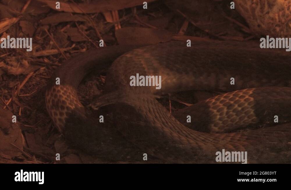 A venomous forest cobra Stock Videos & Footage - HD and 4K Video Clips ...