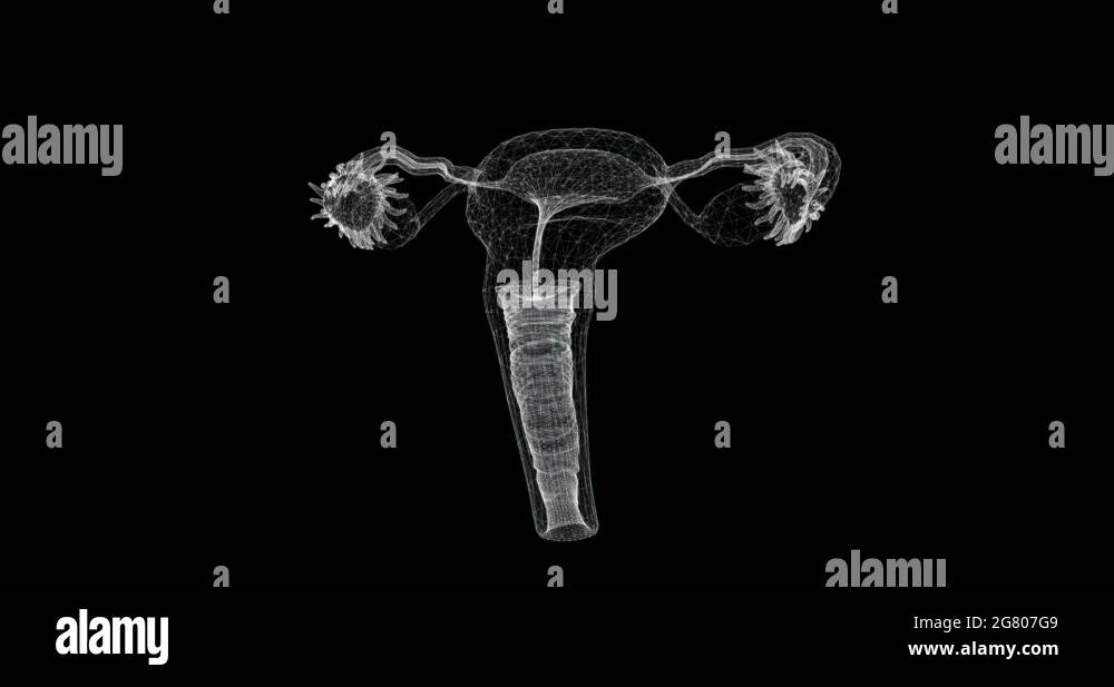 Hologram screen 3d of female reproductive system in the human body ...