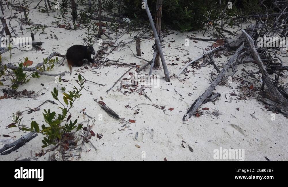 Cuban fauna Stock Videos & Footage - HD and 4K Video Clips - Alamy