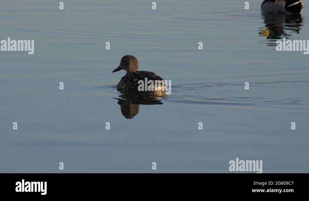 Duck catch Stock Videos & Footage - HD and 4K Video Clips - Alamy