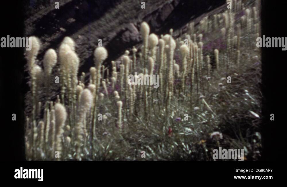 Breezy nature Stock Videos & Footage - HD and 4K Video Clips - Alamy