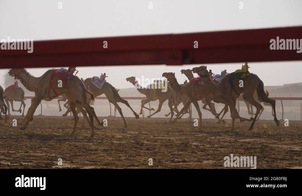 Dubai uae camel race track Stock Videos & Footage - HD and 4K Video ...