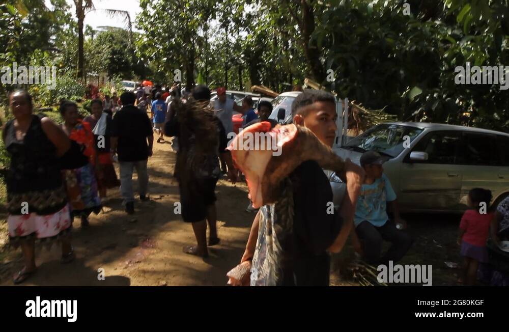 Hauling Butchered Pig Home on the Micronesian island of Pohnpei Stock ...
