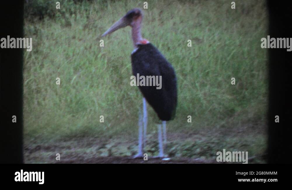 NIGERIA-1969: Birds With Long Pink Beaks Many Black Feathers Long Thin ...
