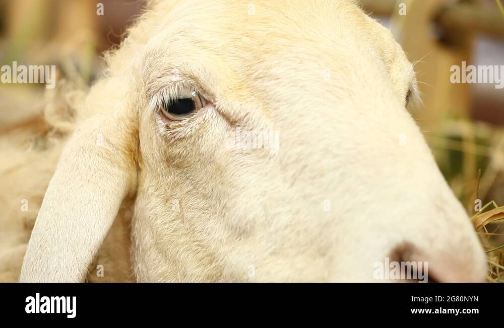 Sheep face Stock Videos & Footage - HD and 4K Video Clips - Alamy