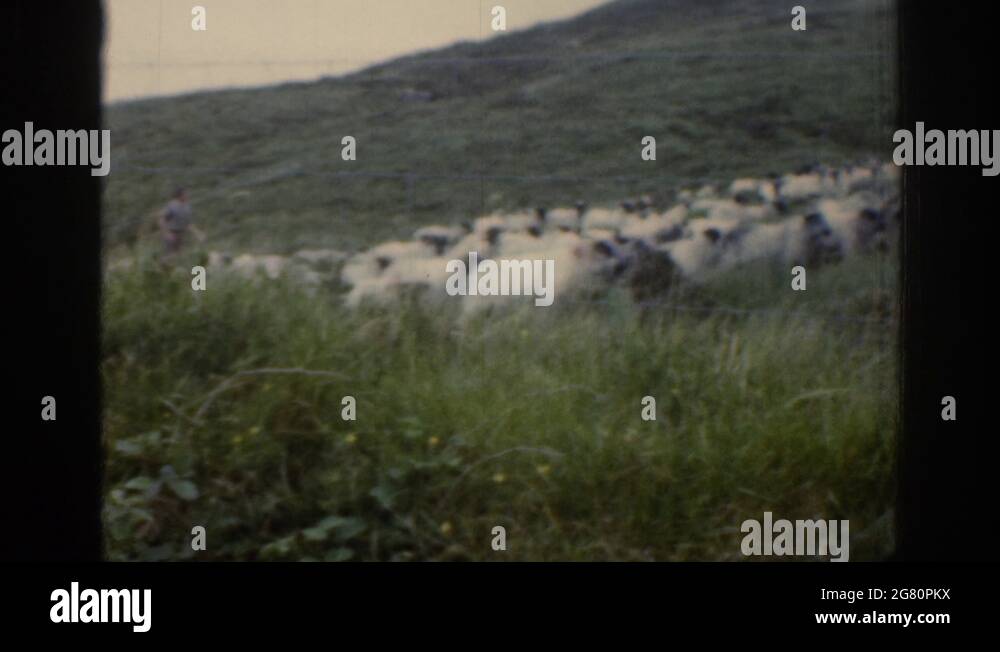 Sheep window Stock Videos & Footage - HD and 4K Video Clips - Alamy