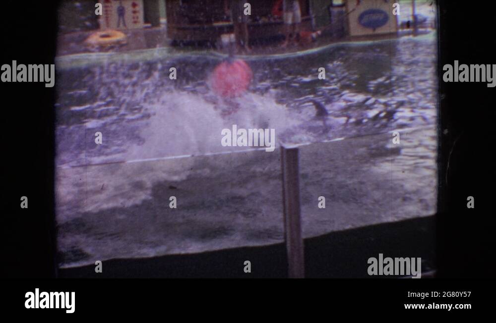 Dolphin enclosure Stock Videos & Footage - HD and 4K Video Clips - Alamy