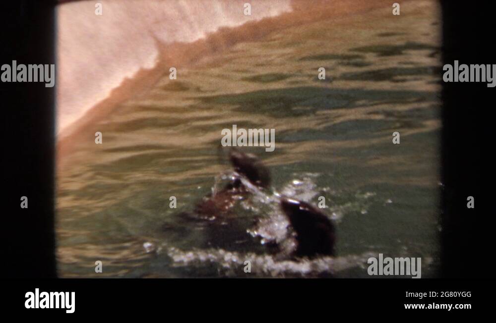 Five seals Stock Videos & Footage - HD and 4K Video Clips - Alamy