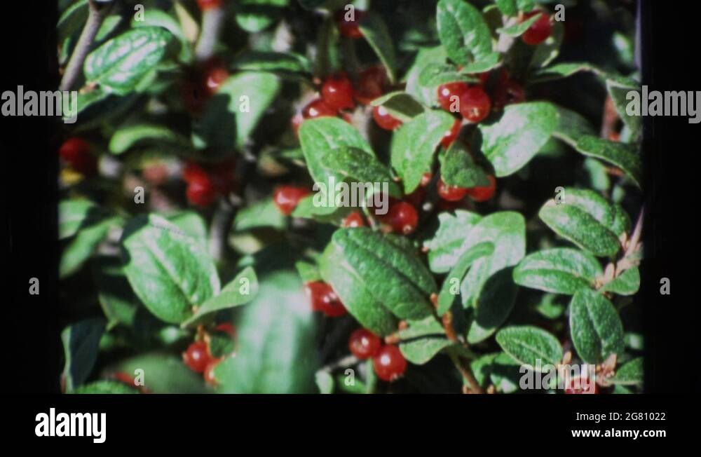 Alaska red berries Stock Videos & Footage - HD and 4K Video Clips - Alamy