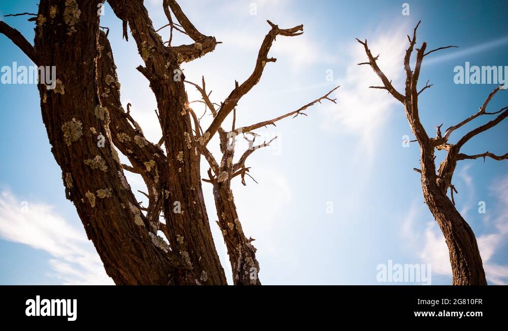 Dead acacia tree Stock Videos & Footage - HD and 4K Video Clips - Alamy