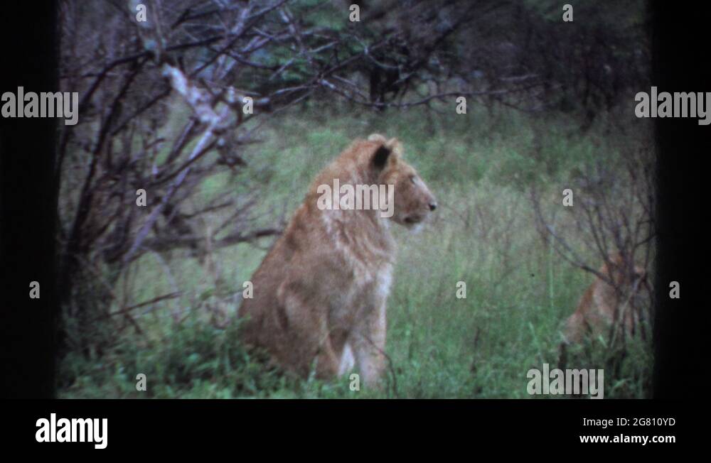 Danger to animals Stock Videos & Footage - HD and 4K Video Clips - Alamy