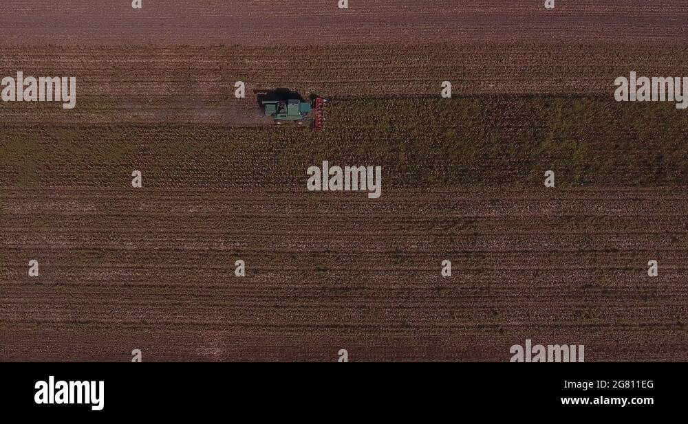 Corn top view Stock Videos & Footage - HD and 4K Video Clips - Alamy