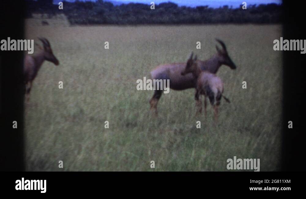 Stand out animals Stock Videos & Footage - HD and 4K Video Clips - Alamy