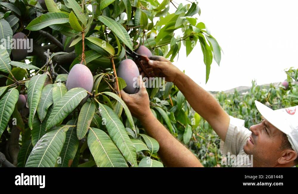 Man collecting fruit Stock Videos & Footage - HD and 4K Video Clips - Alamy