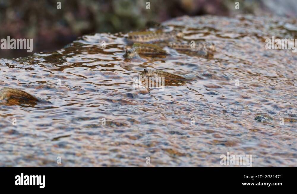 Fish called Common Mudskipper Periophthalmus kalolo (koelreuteri ...