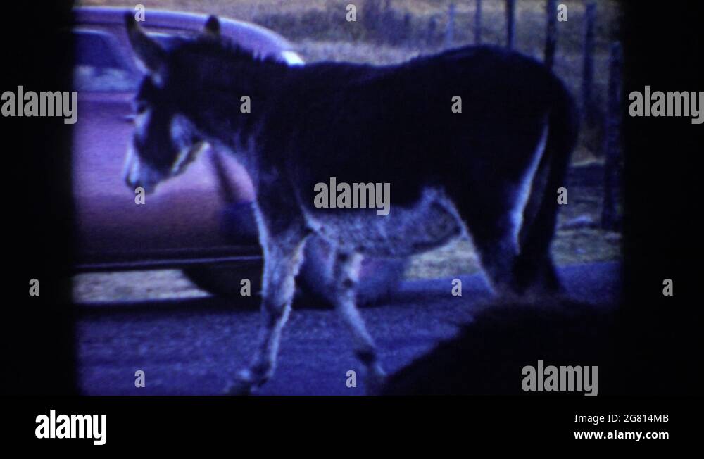 Animal joy Stock Videos & Footage - HD and 4K Video Clips - Alamy