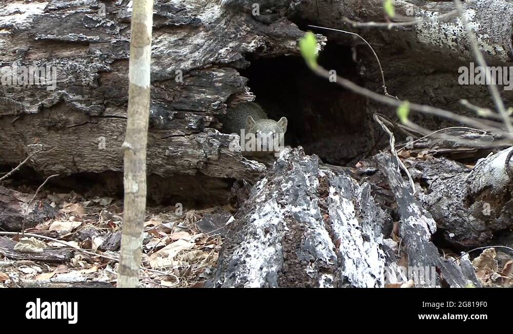 Mongoose stand Stock Videos & Footage - HD and 4K Video Clips - Alamy